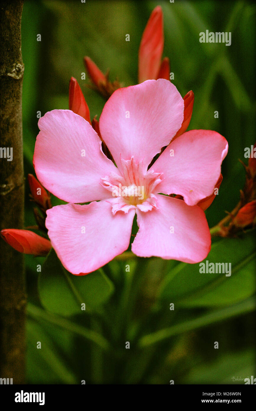 Nerium oleander macro flower in blossom background and wallpapers in ...