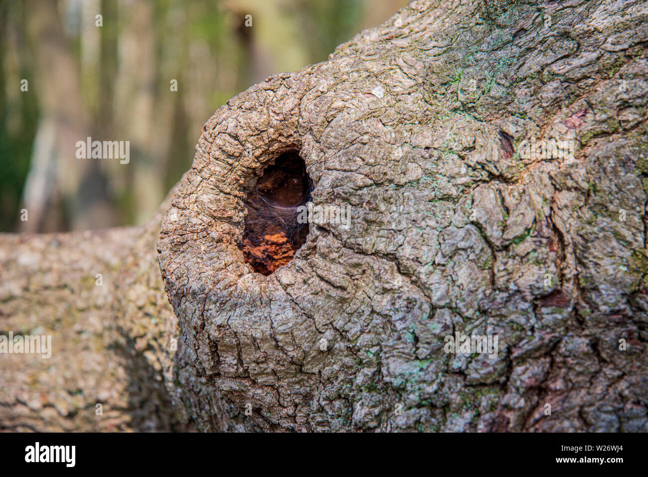 Hollow tree knuckle Stock Photo - Alamy