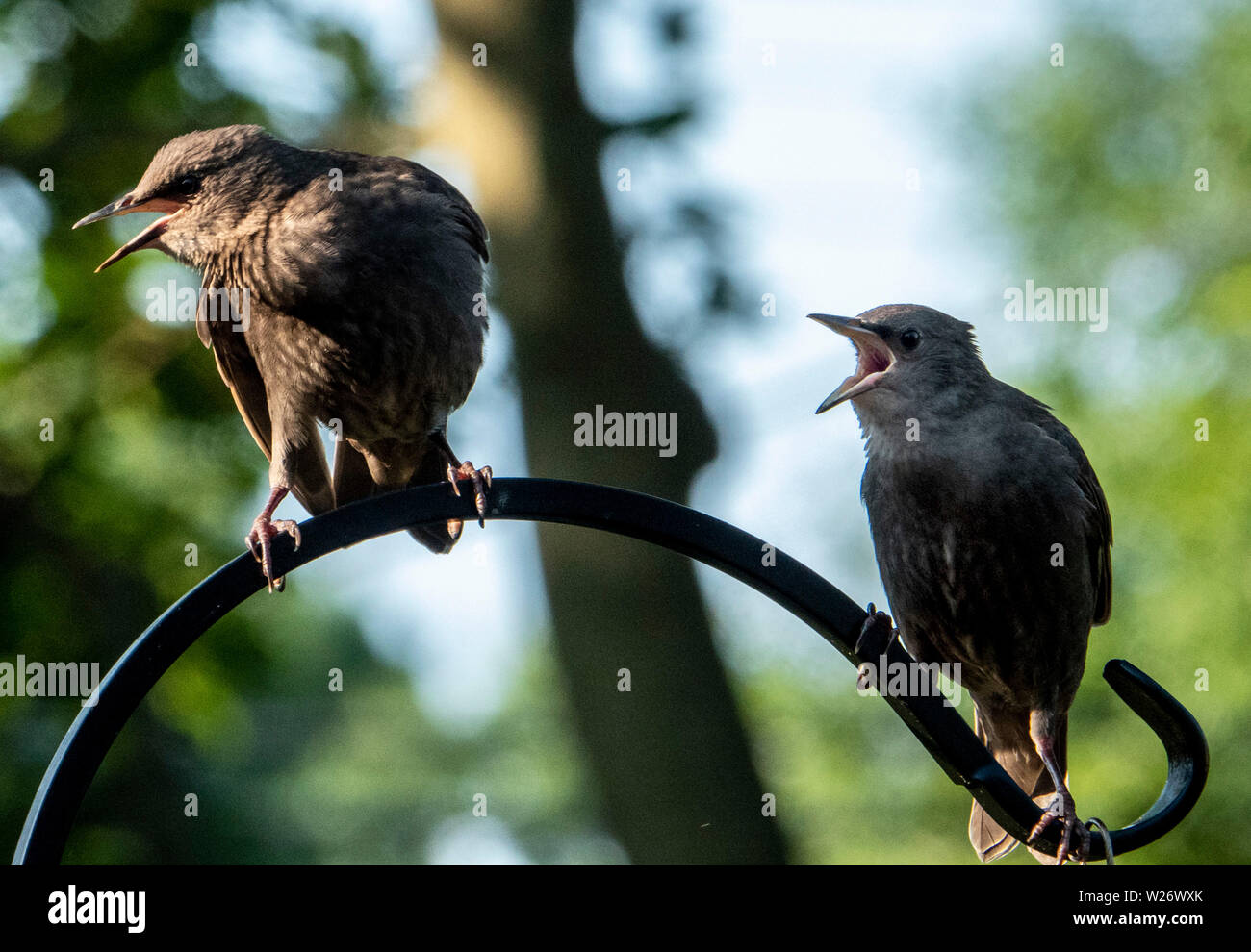 Loud bird hi-res stock photography and images - Alamy