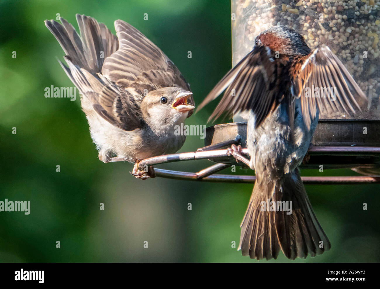 Fury birds hi-res stock photography and images - Alamy