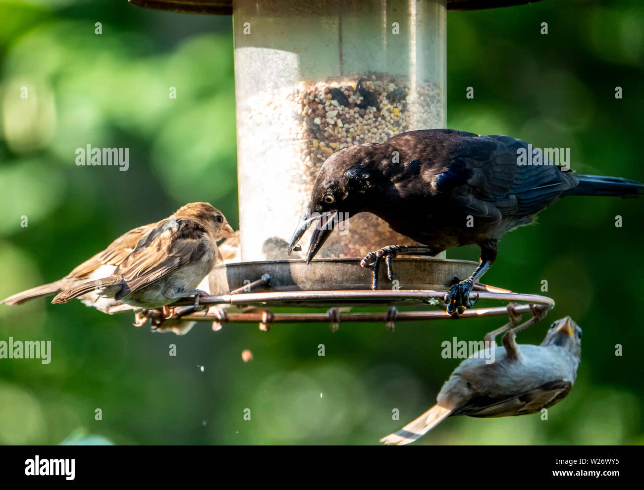 Communal meal hi-res stock photography and images - Alamy