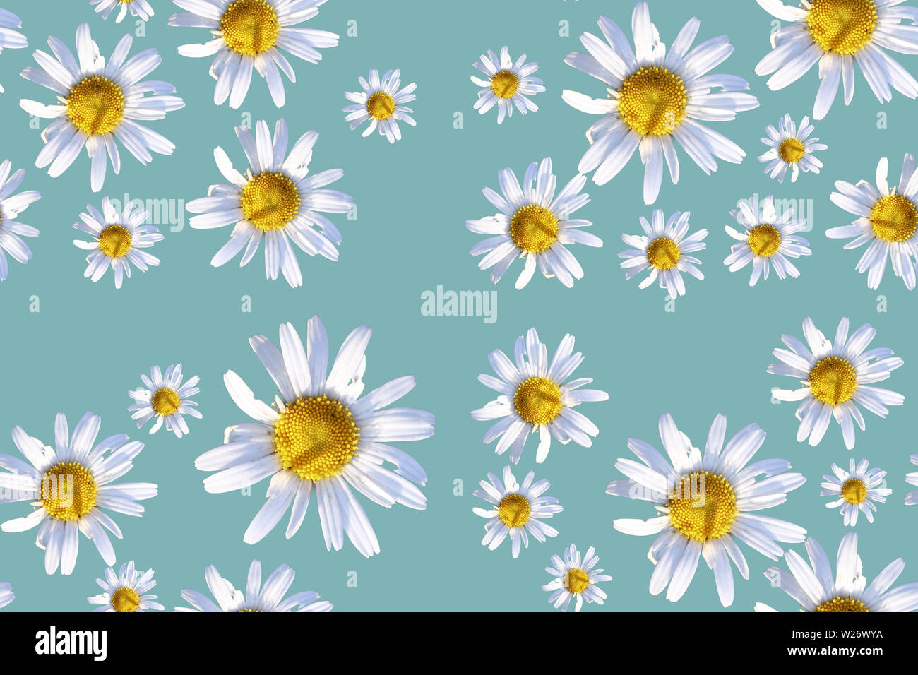 Photorealistic Daisy flowers seamless pattern on turquoise background ...