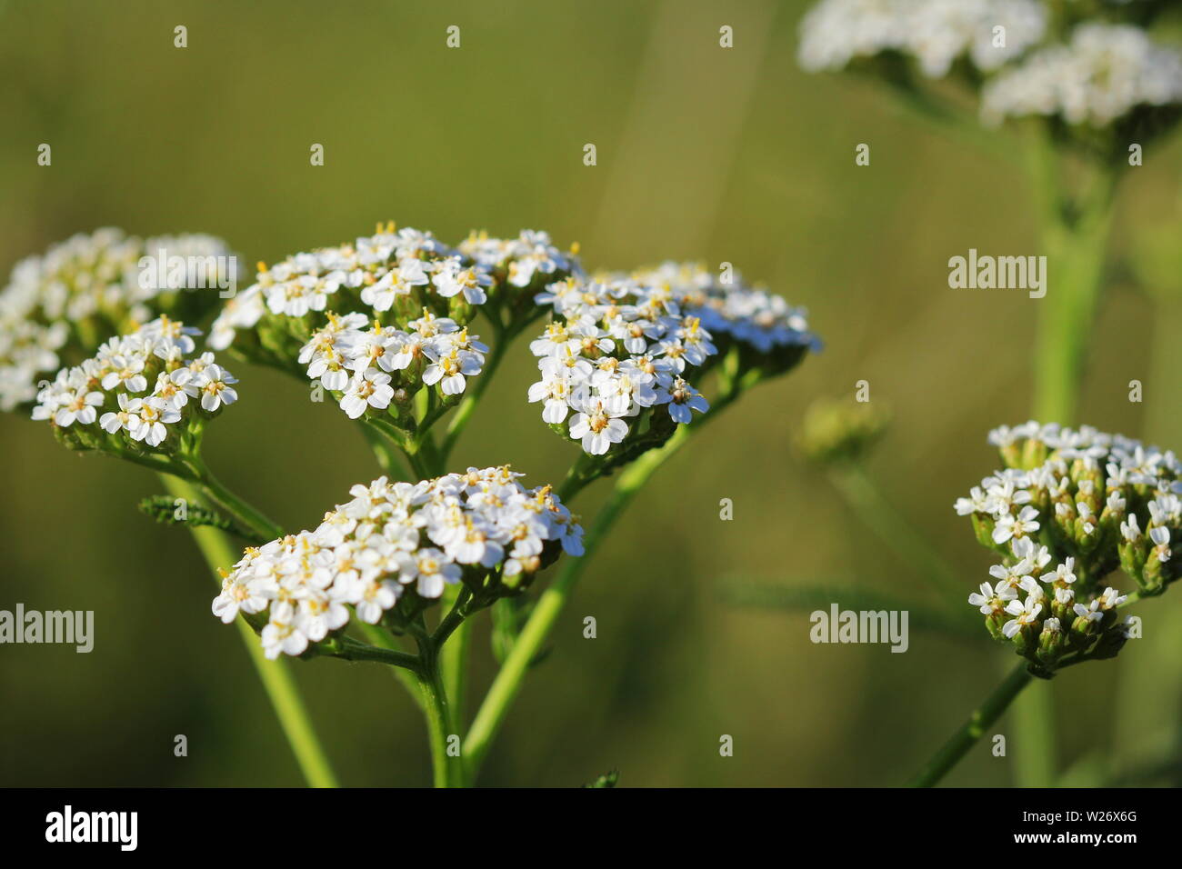 Achillea millefolium, known commonly as yarrow. Wildflower Stock Photo ...