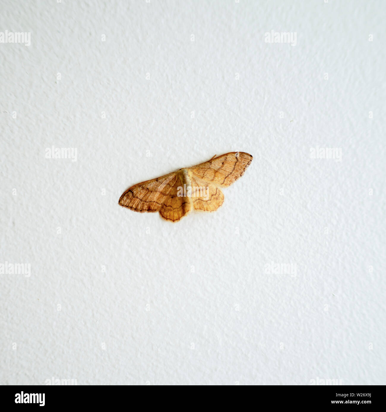 Moth on white wall hi-res stock photography and images - Alamy