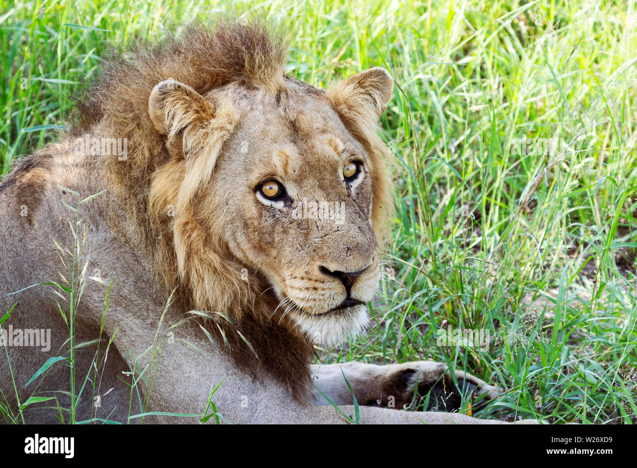 African lion king of the jungle Stock Photo - Alamy