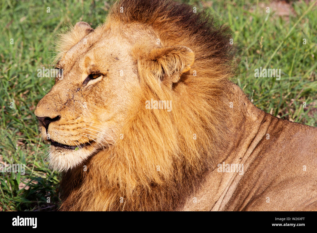 African lion king of the jungle Stock Photo - Alamy