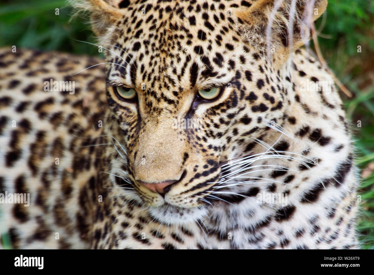 Adult leopard hi-res stock photography and images - Alamy
