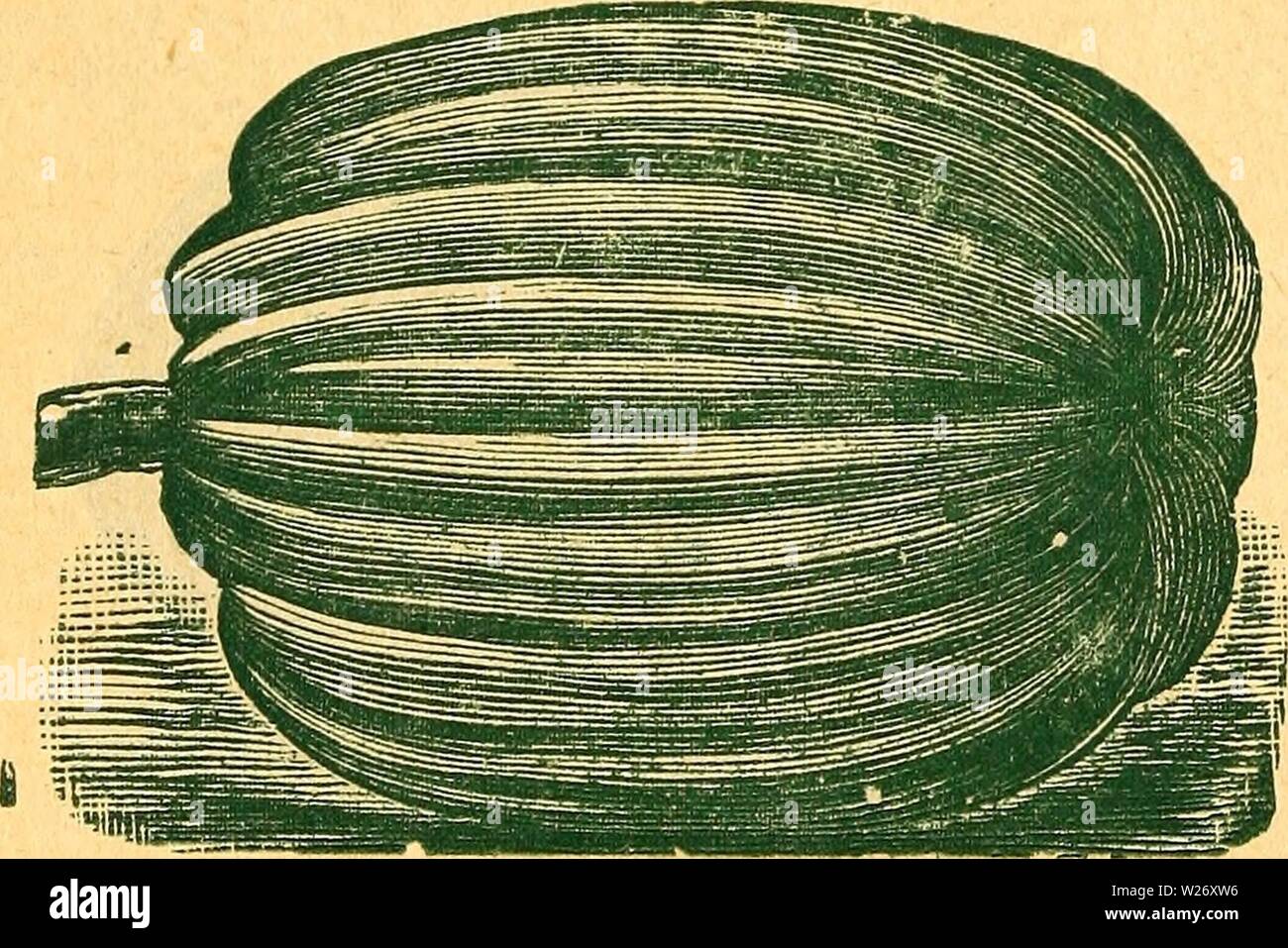 Nutmeg rind hi-res stock photography and images - Alamy
