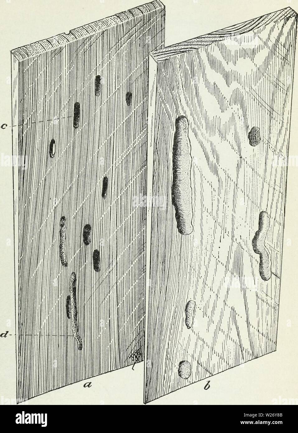Archive image from page 26 of Defects in timber caused by Stock Photo ...