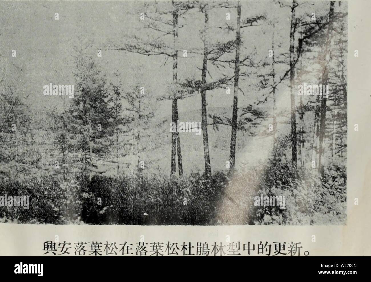 Cha bu hi-res stock photography and images - Alamy