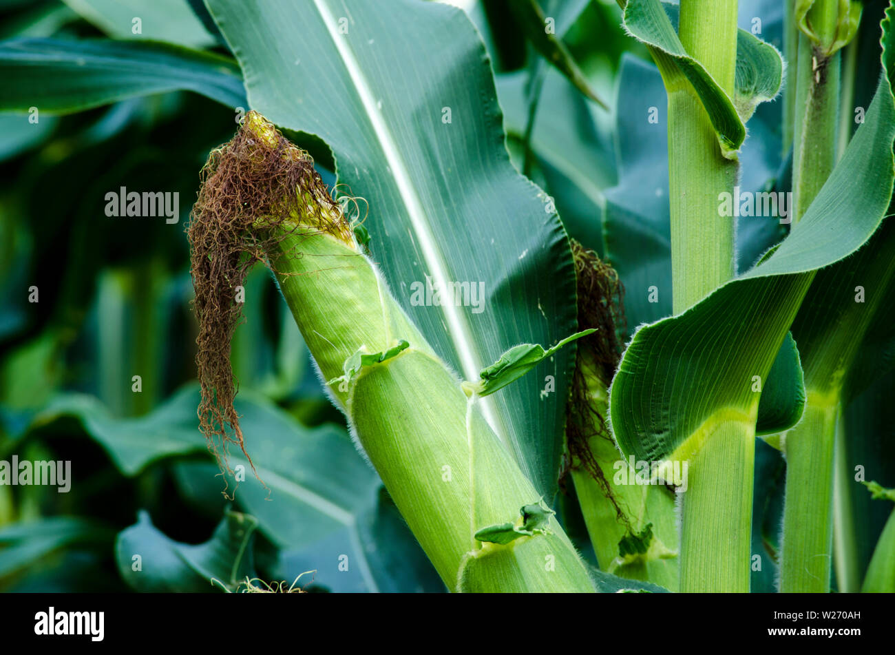 Corn stalk field close hi-res stock photography and images - Alamy