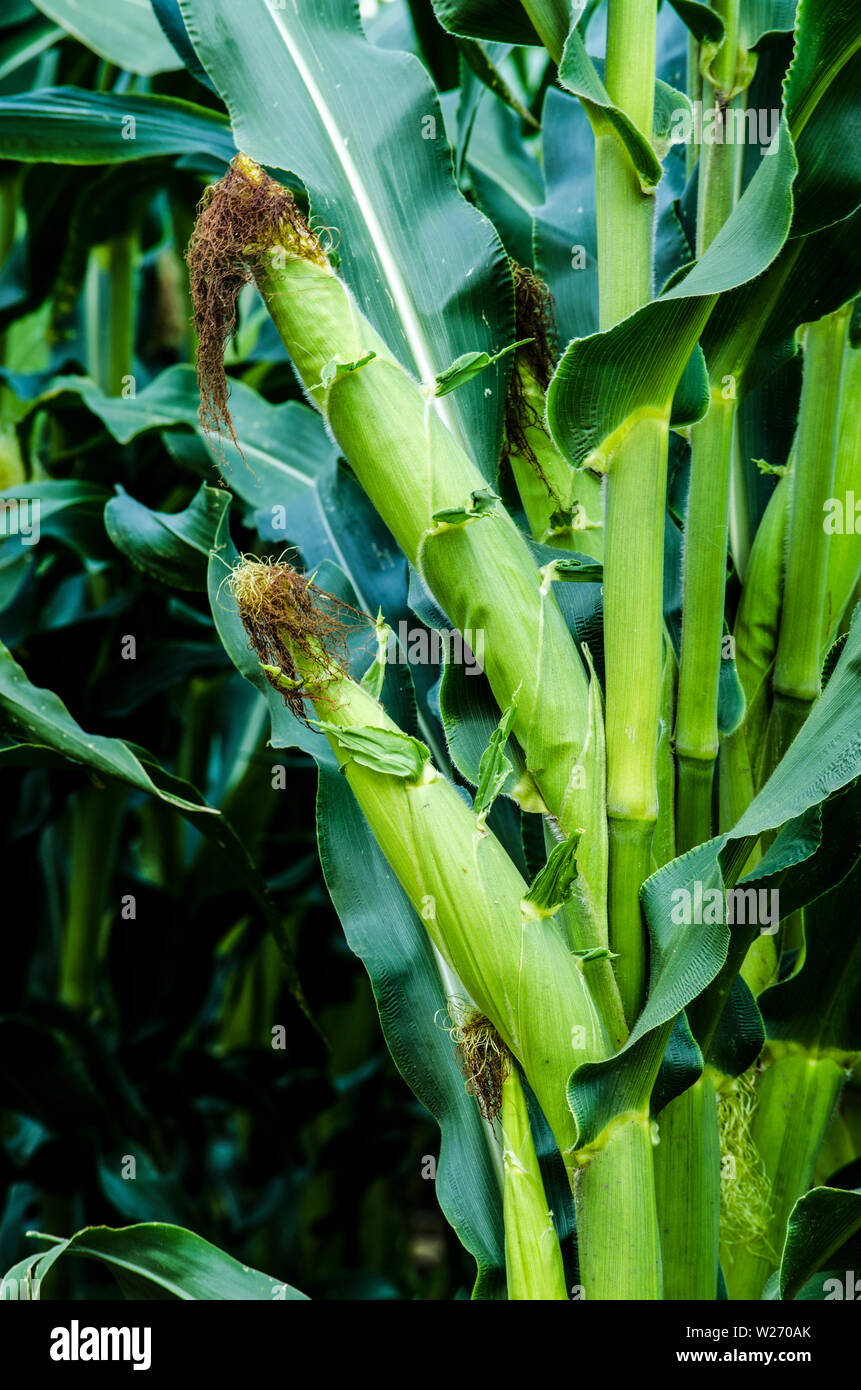 Corn stalk field close hi-res stock photography and images - Alamy