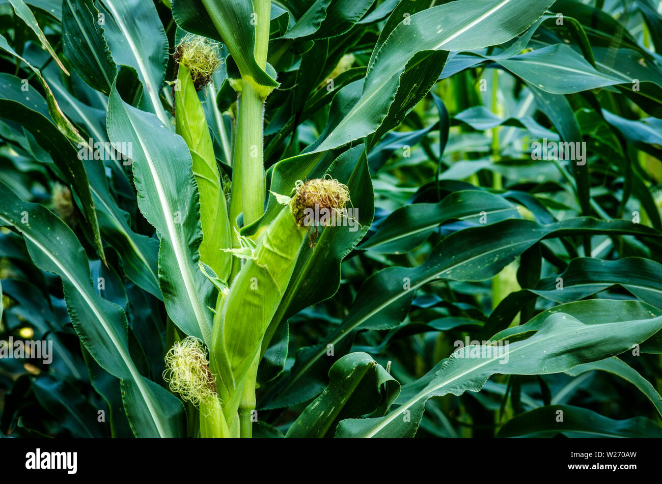 Maize stalk hi-res stock photography and images - Alamy