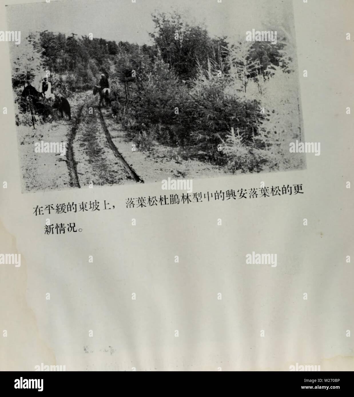 Su cha hi-res stock photography and images - Alamy