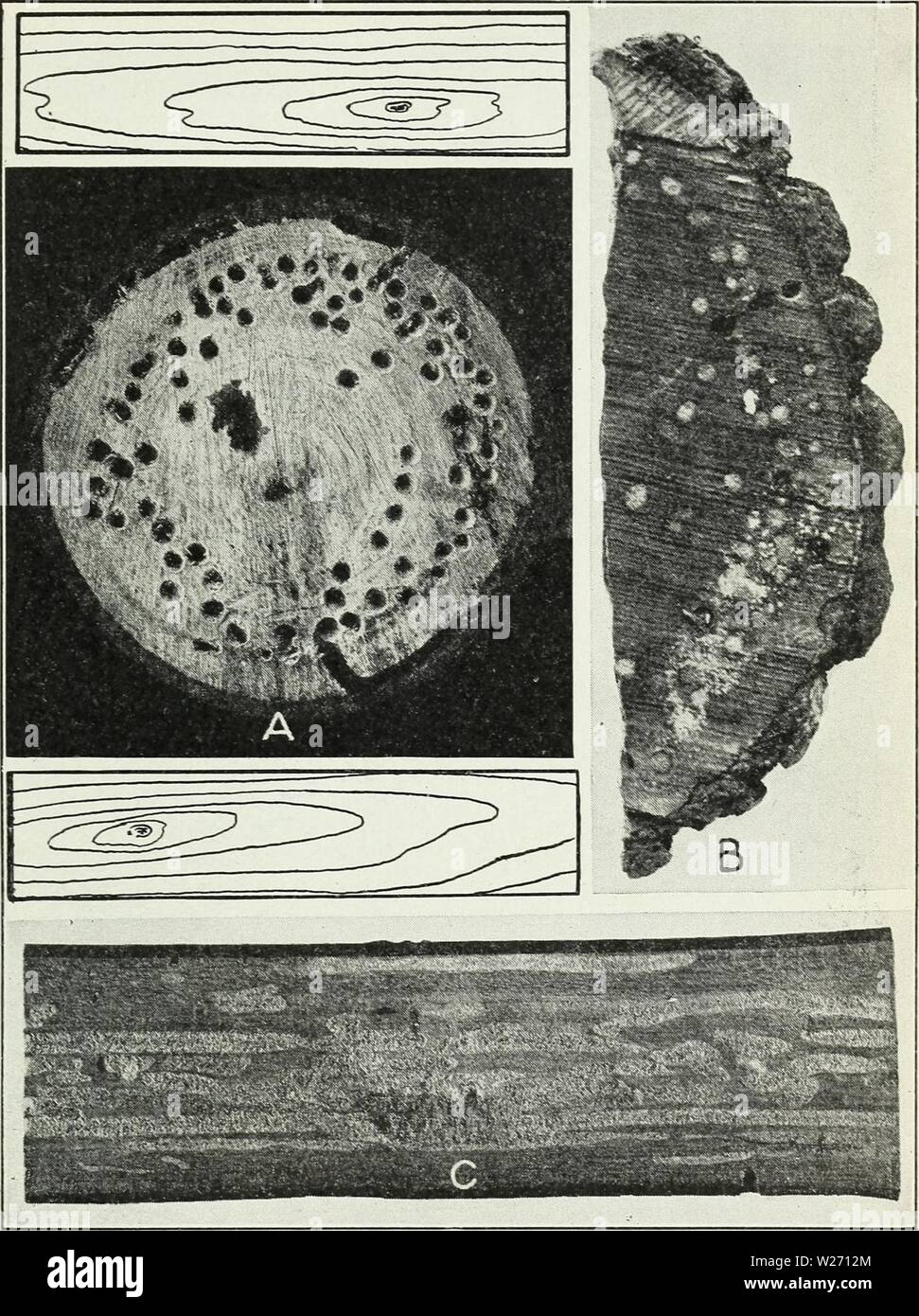 Archive image from page 30 of Defects in timber caused by Stock Photo ...