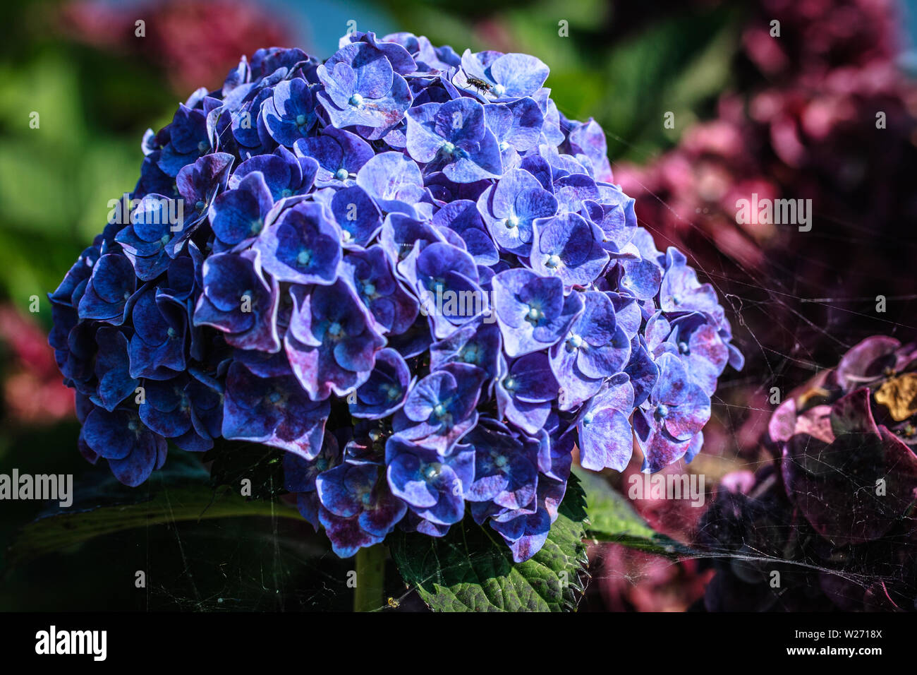 Blue flower in a garden in Germany Stock Photo - Alamy