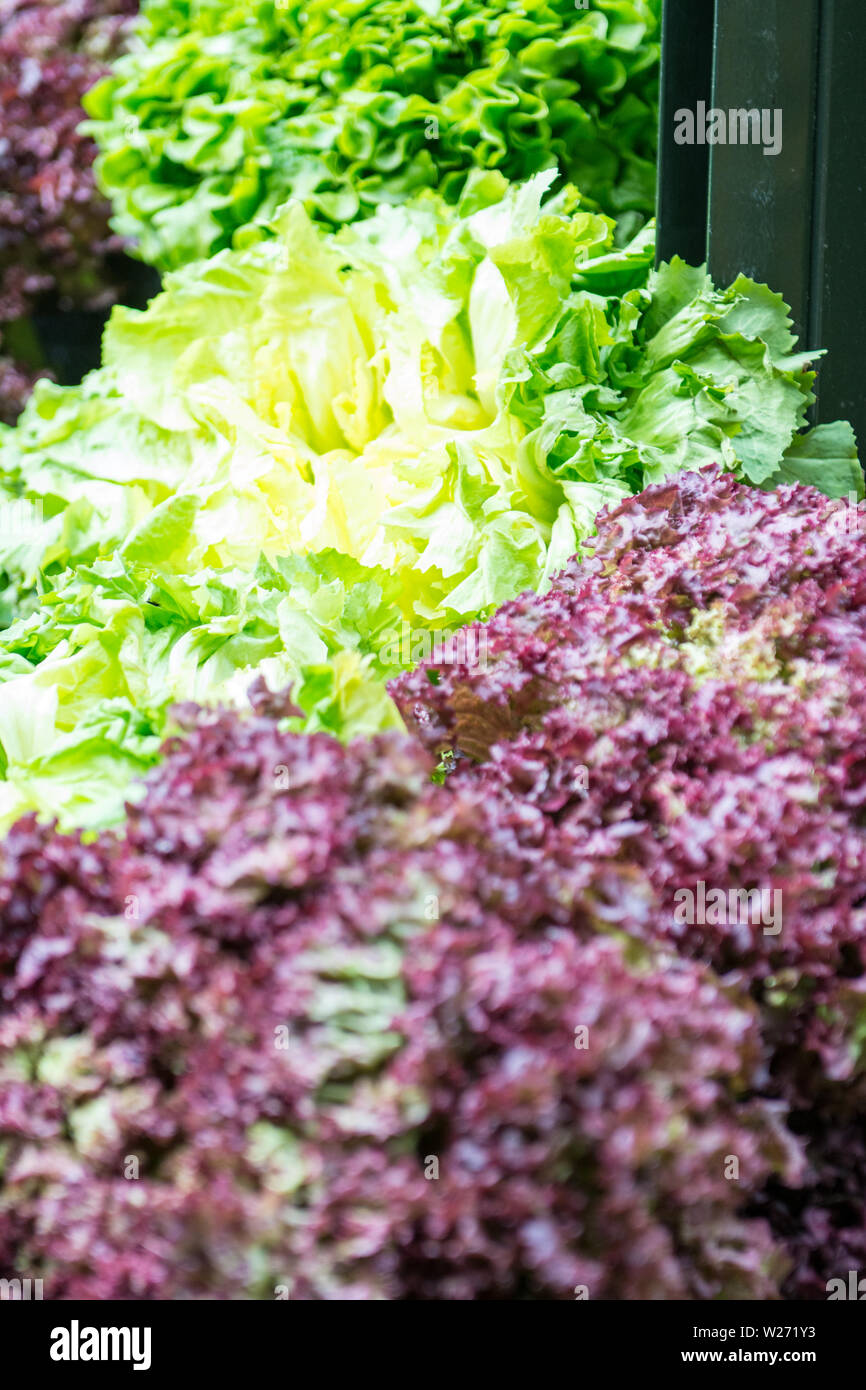 Colourful salad leaves on display at local farmers market Stock Photo ...