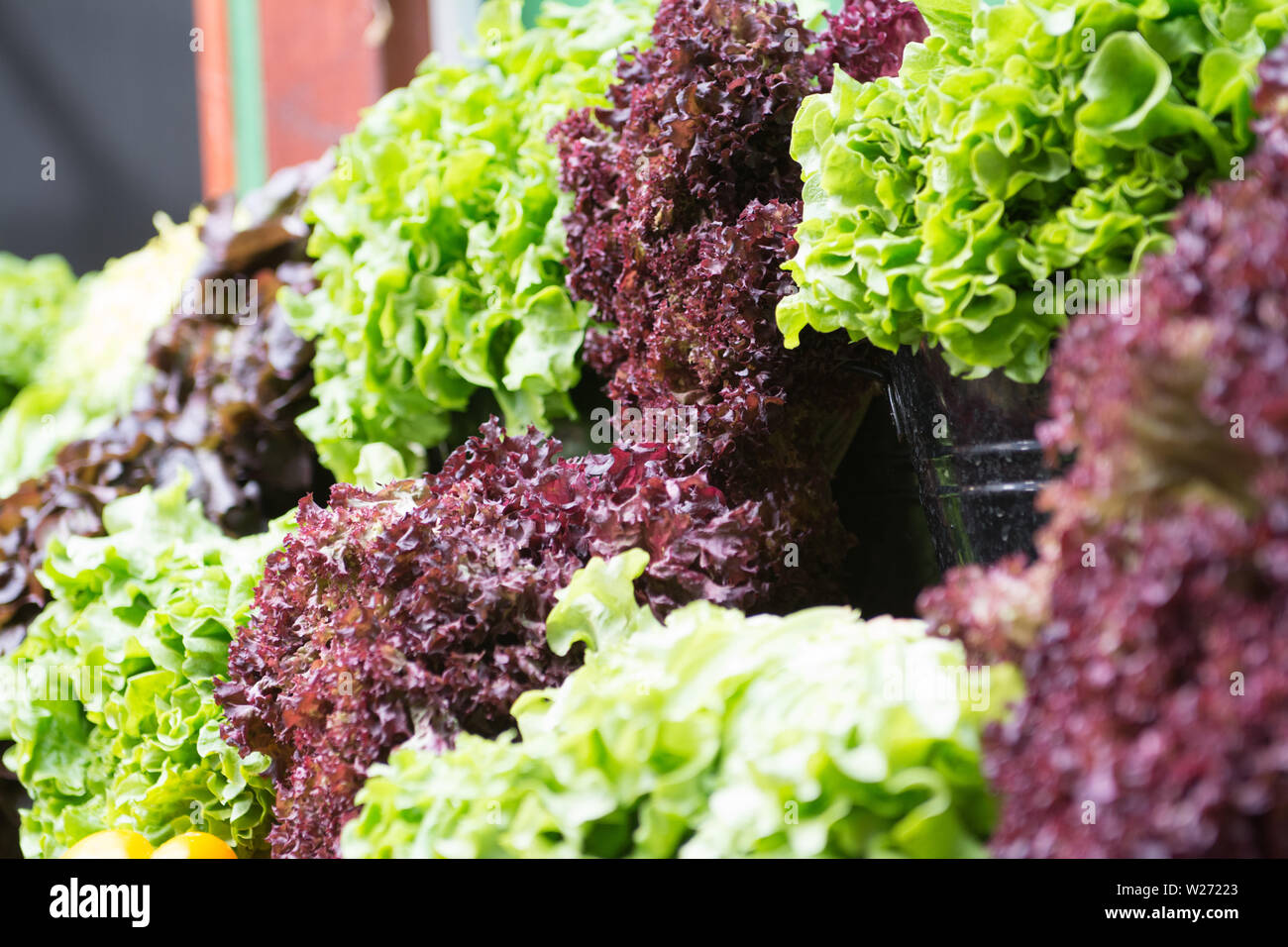 Colourful salad leaves on display at local farmers market Stock Photo ...