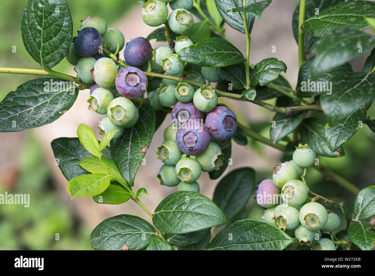 Blueberries Unripe High Resolution Stock Photography and Images - Alamy
