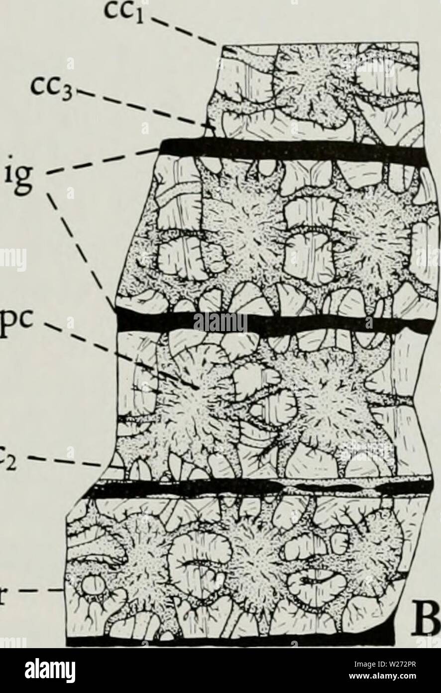 Archive image from page 34 of The Cyathaspididae; a family of. The ...