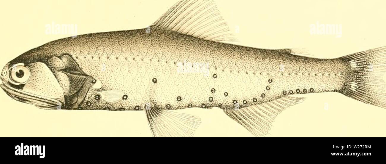 Archive image from page 34 of The deep-sea fishes [of the. The deep-sea ...