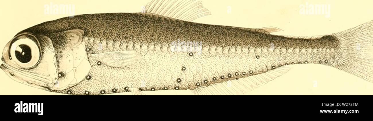 Archive image from page 34 of The deep-sea fishes [of the. The deep-sea ...