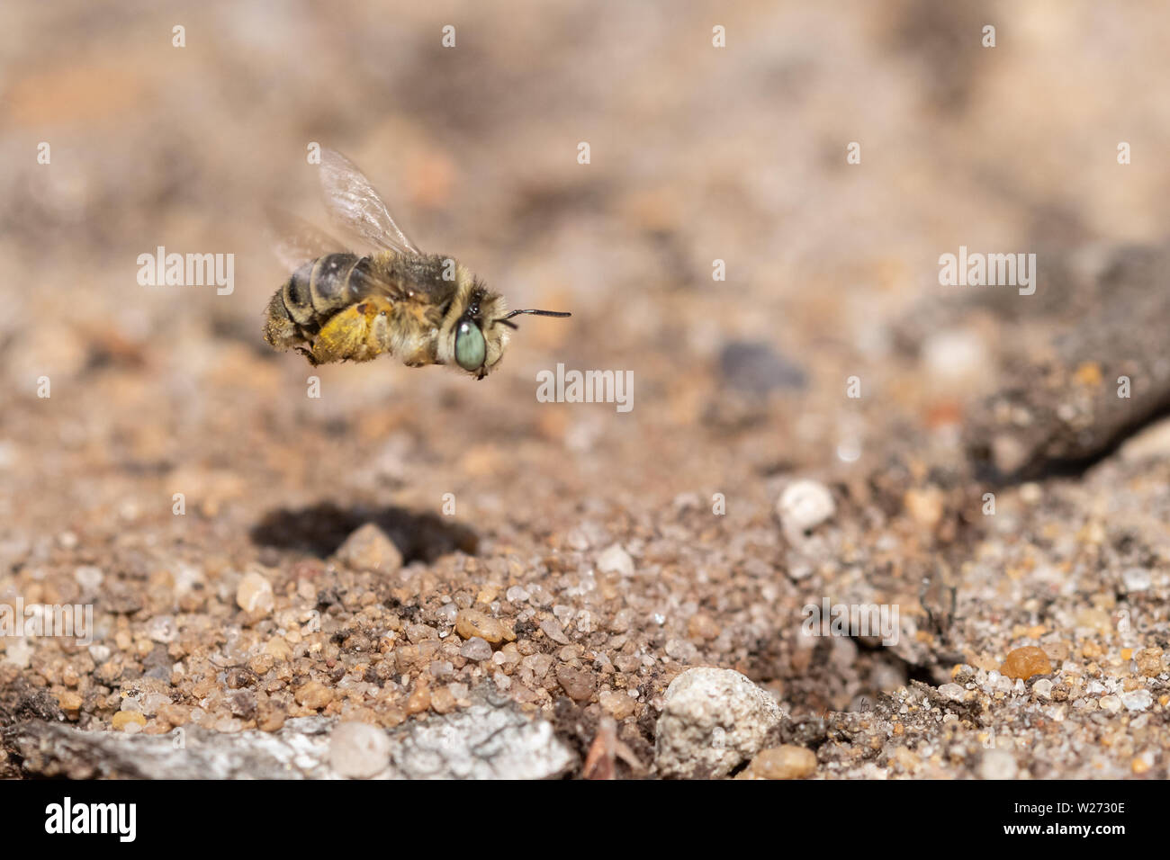 Ground nesting bees hi-res stock photography and images - Alamy