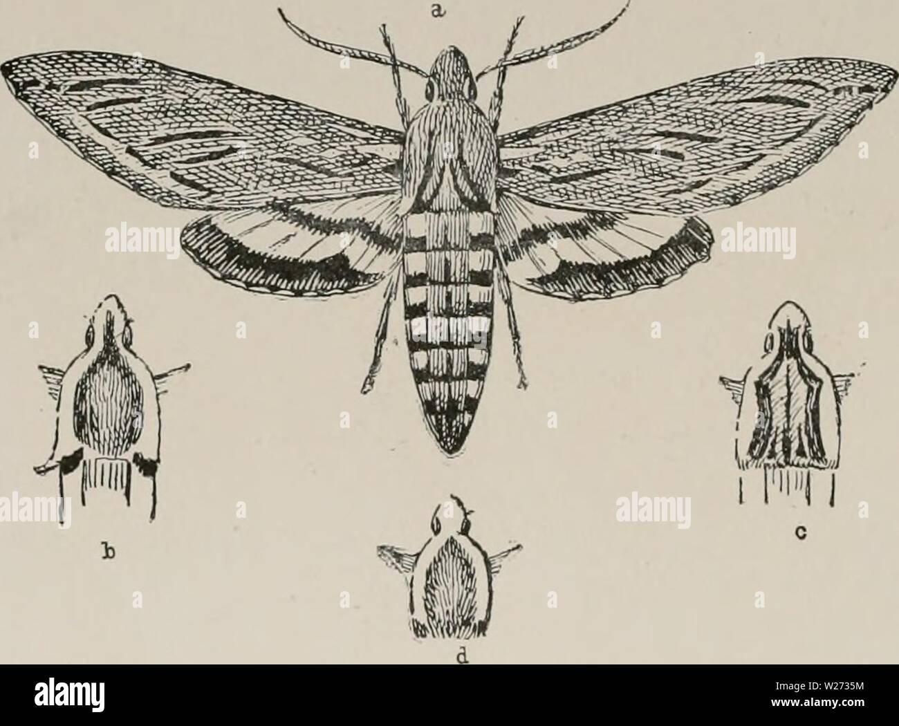 Laurel sphinx hi-res stock photography and images - Alamy