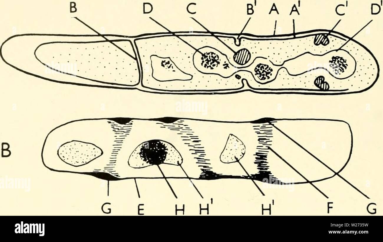 Bacillus Cereus Morphology And Arrangement