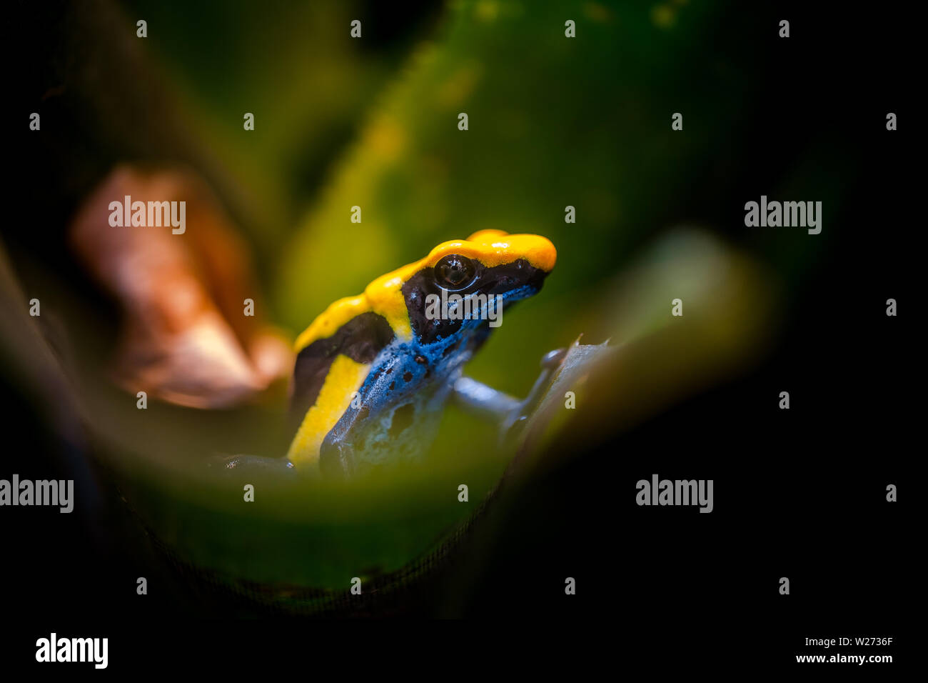 The dyeing dart frog, or dyeing poison frog (Dendrobates tinctorius) is ...