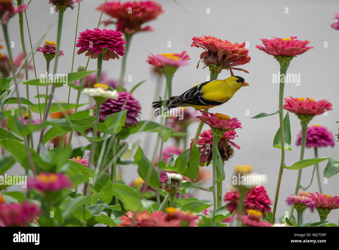 A yellow and black finch bird perches among purple, red, orange, and ...