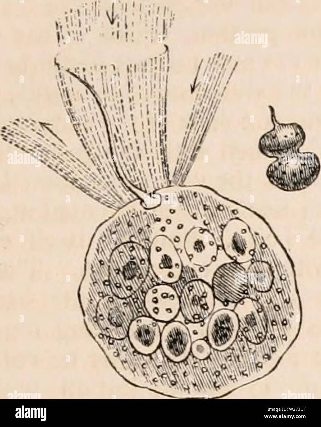 Decaying matter hi-res stock photography and images - Alamy