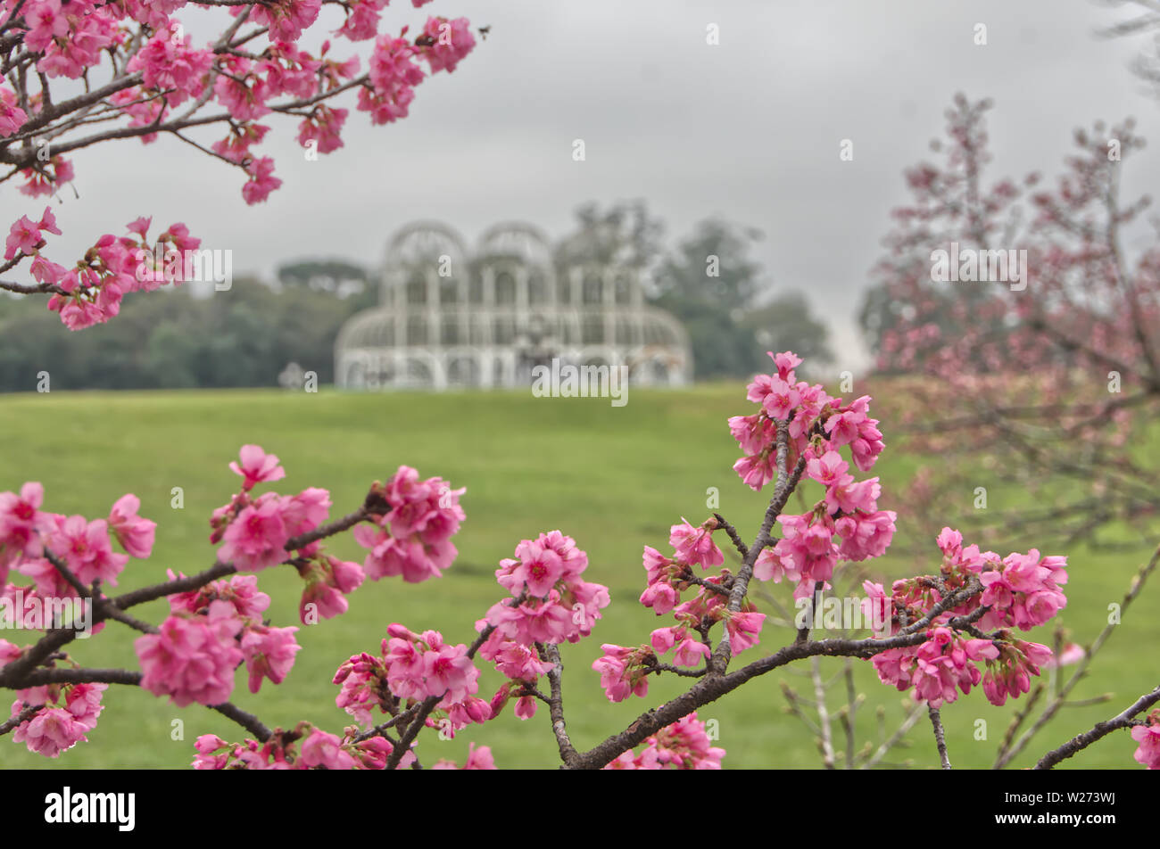 Pink cherry blossoms blooming at the Botanical Garden of Curitiba in ...