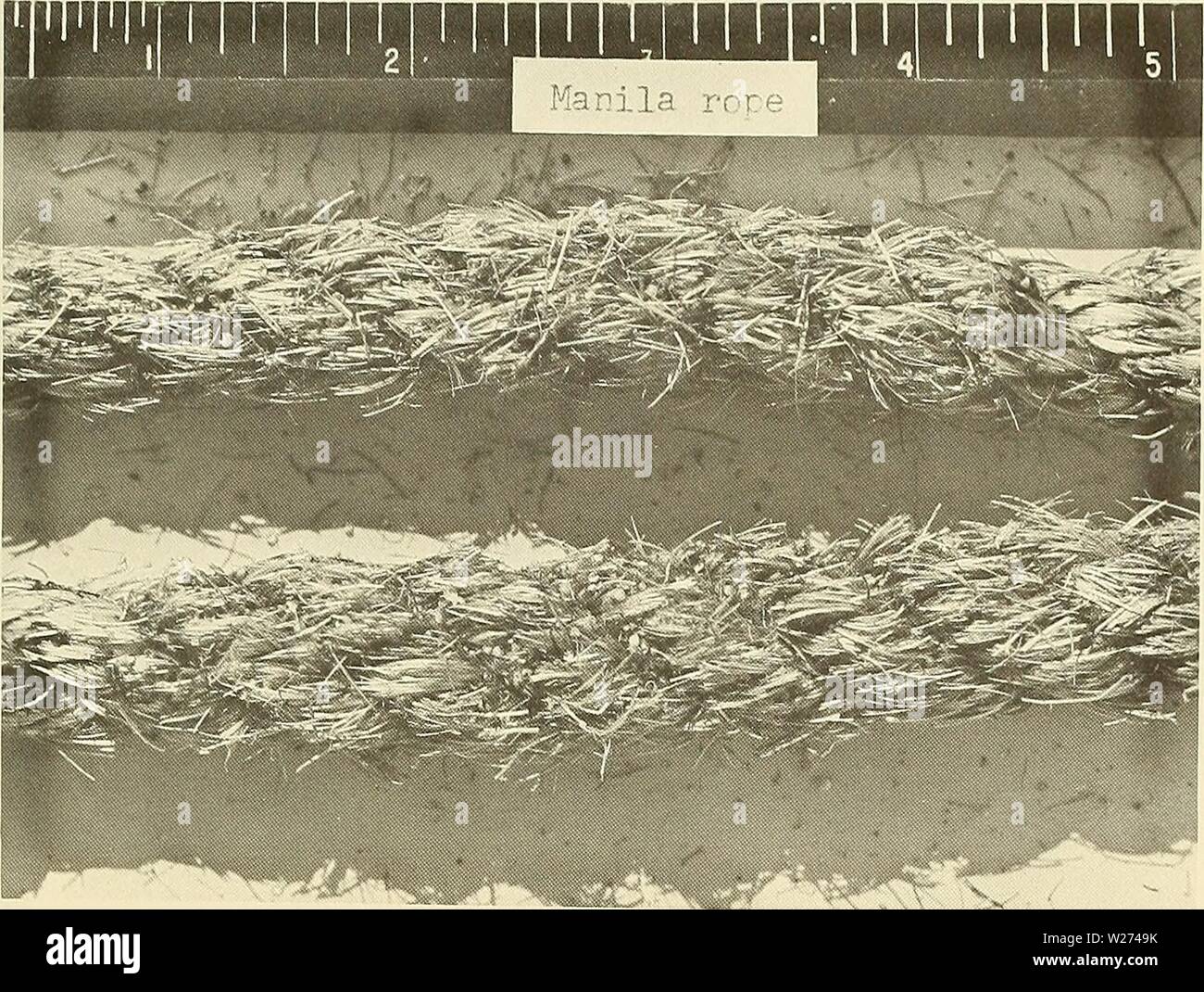 Archive image from page 38 of Deep-ocean biodeterioration of materials ...