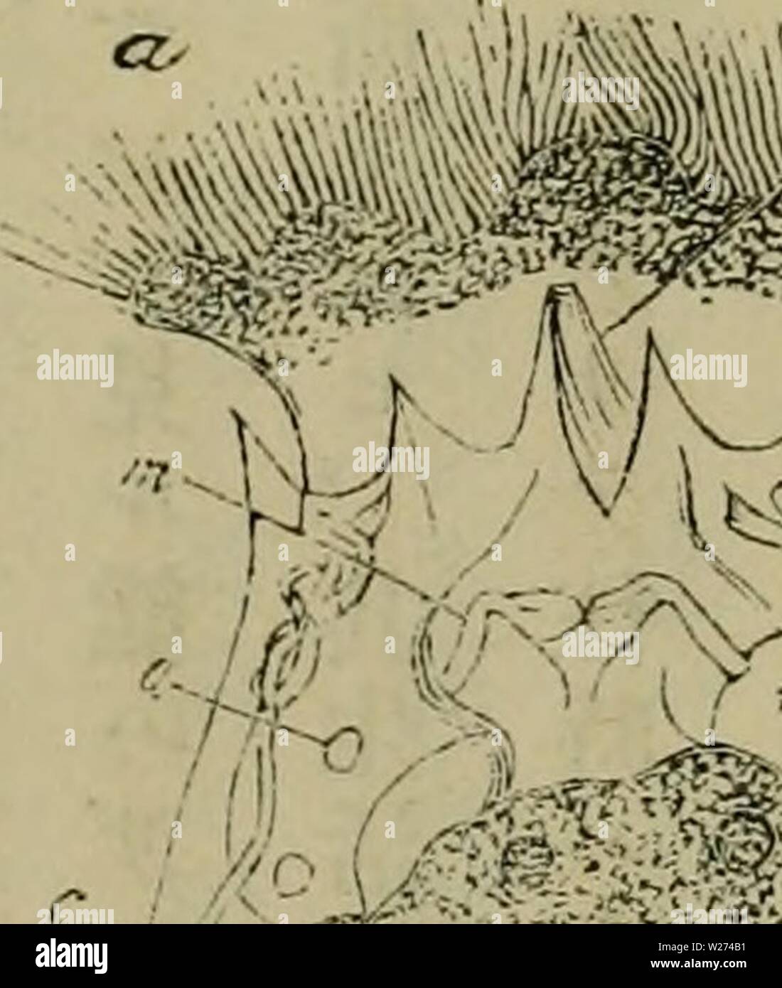 Archive image from page 38 of Dbutsugaku zasshi (1889 Stock Photo - Alamy