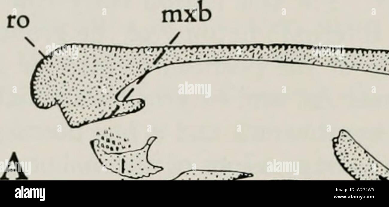 Archive image from page 39 of The Cyathaspididae; a family of. The ...