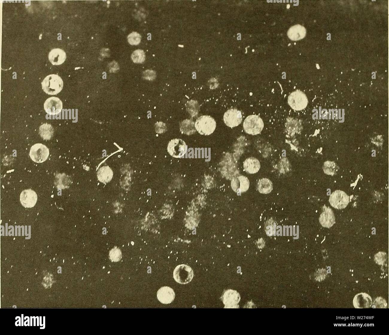 Marine borer hi-res stock photography and images - Alamy