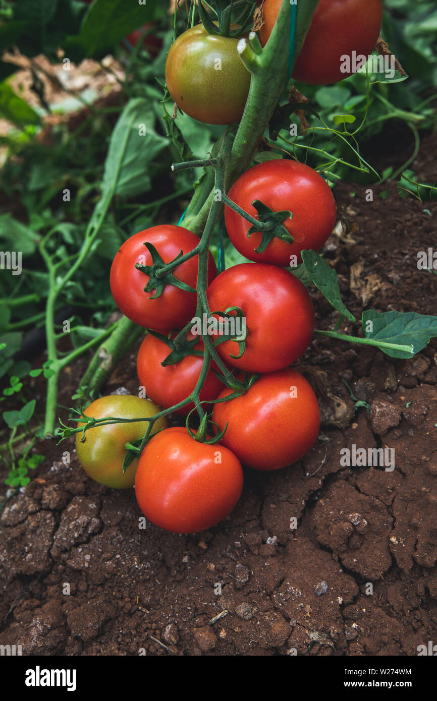 Hanging tomatos hi-res stock photography and images - Alamy