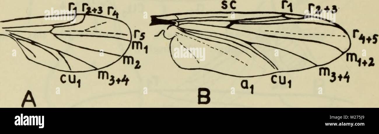 Archive image from page 41 of Danmarks fauna; illustrerede haandbøger ...