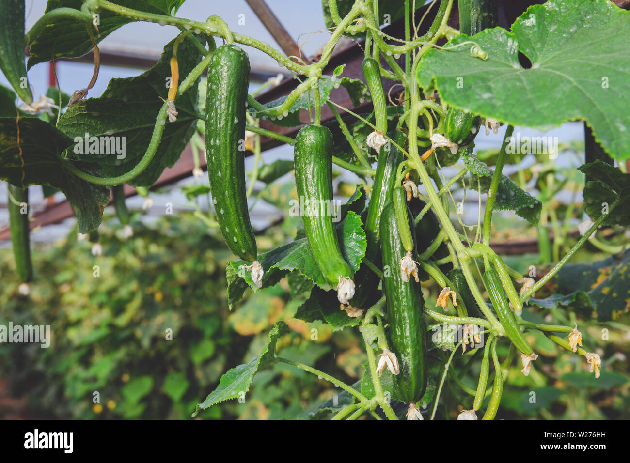 Fresh ripe natural, organic and delicious cucumbers hanging on the vine ...