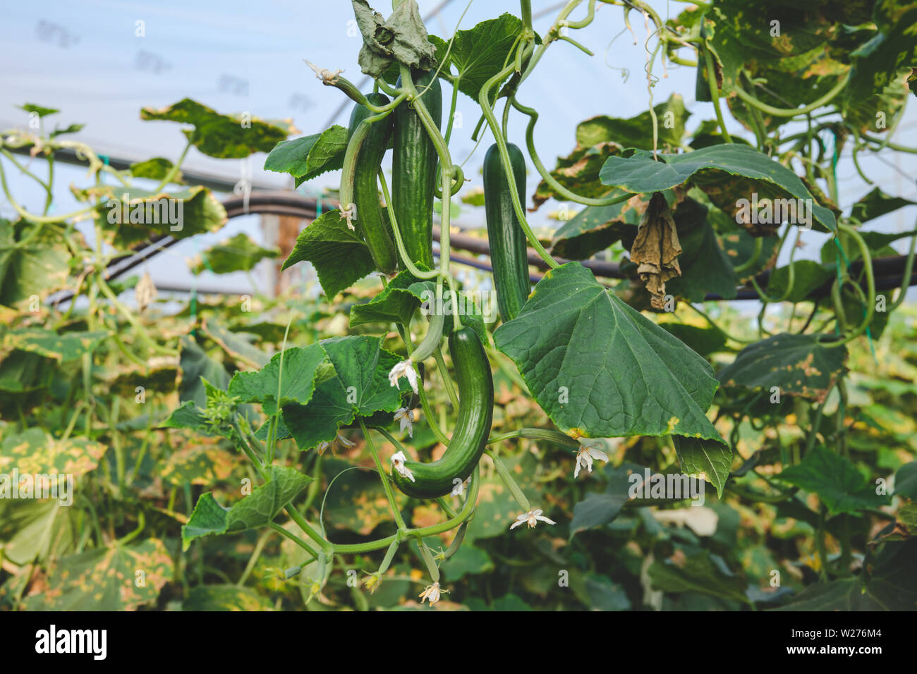 Fresh ripe natural, organic and delicious cucumbers hanging on the vine ...