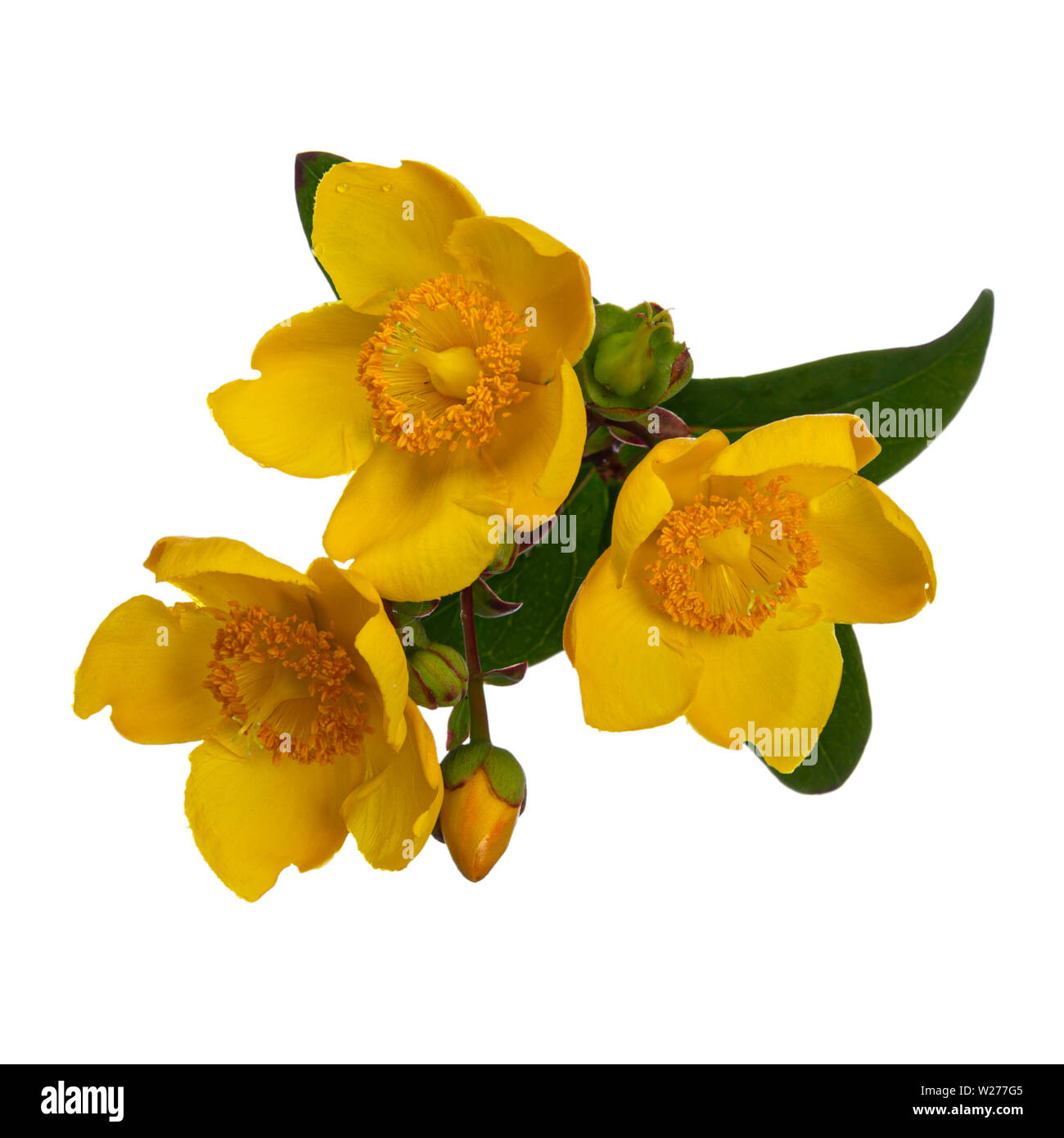 Three yellow Hypericum Hidcote flowers and bud with leafs. isolated on ...