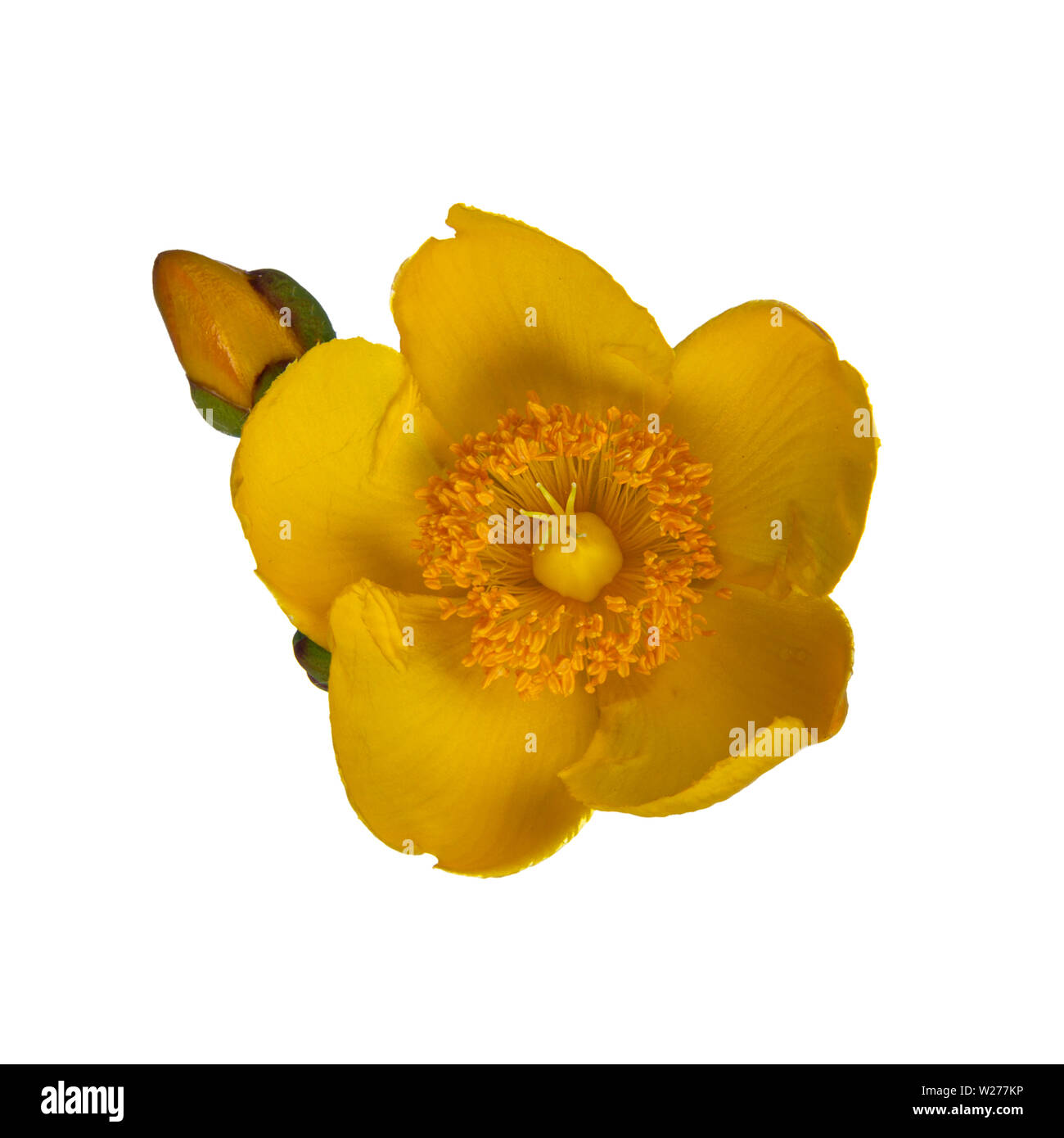 Hypericum seed head hi-res stock photography and images - Alamy