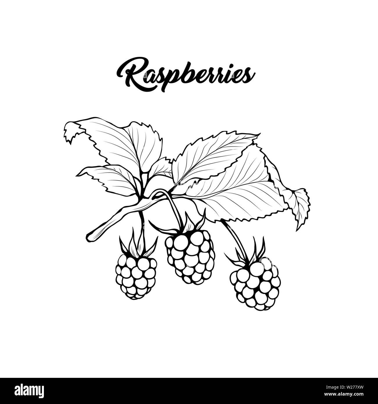 Raspberry Sketch
