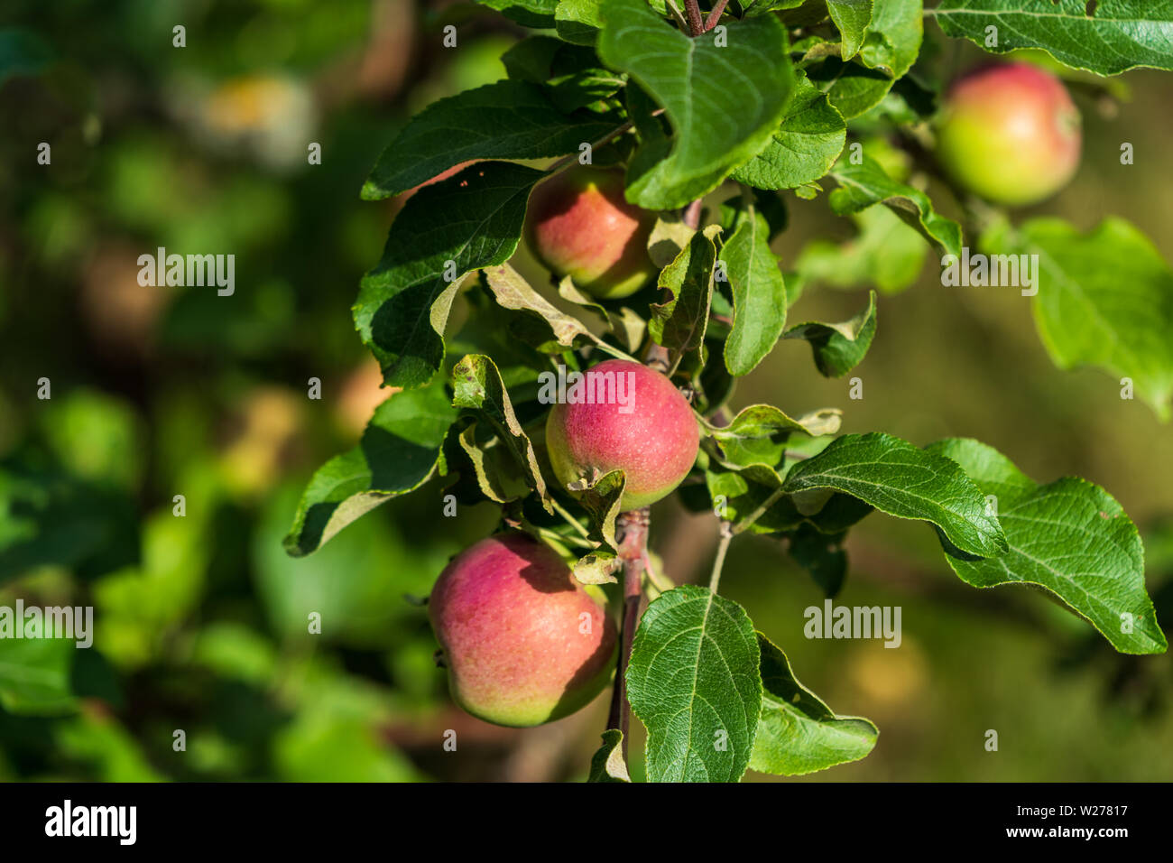 Front view Apple in a Bush of apple plant in a garden, summer Stock ...