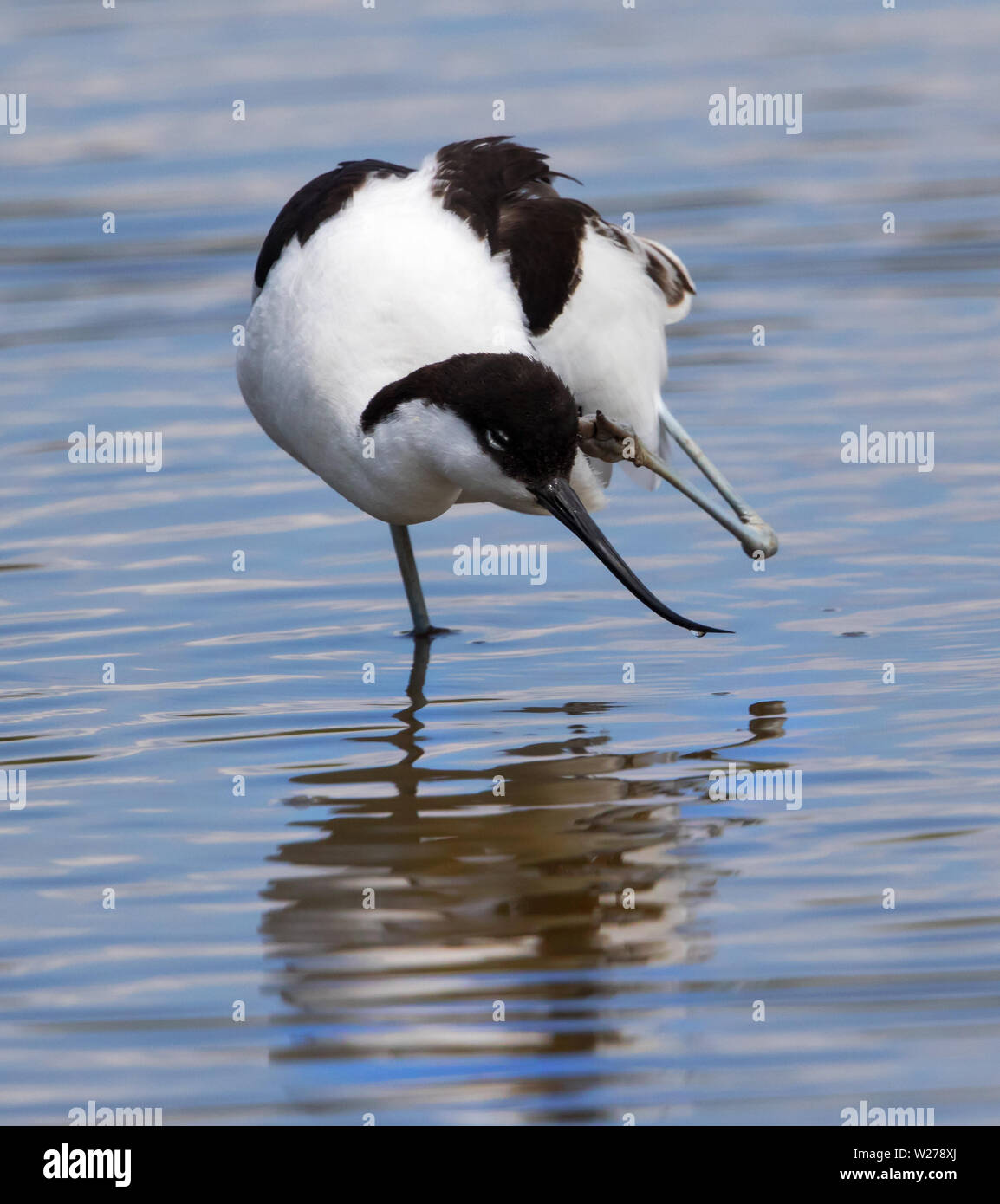 Beautiful wader hi-res stock photography and images - Alamy
