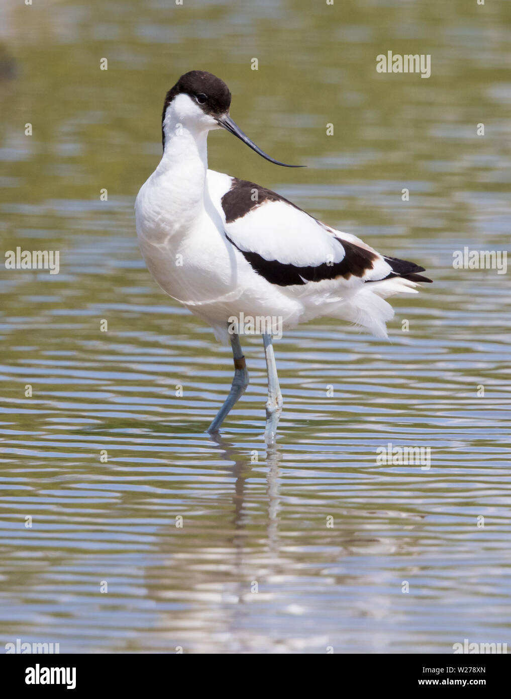 Beautiful wader hi-res stock photography and images - Alamy