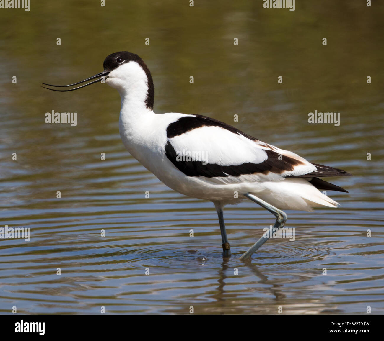 Beautiful wader hi-res stock photography and images - Alamy