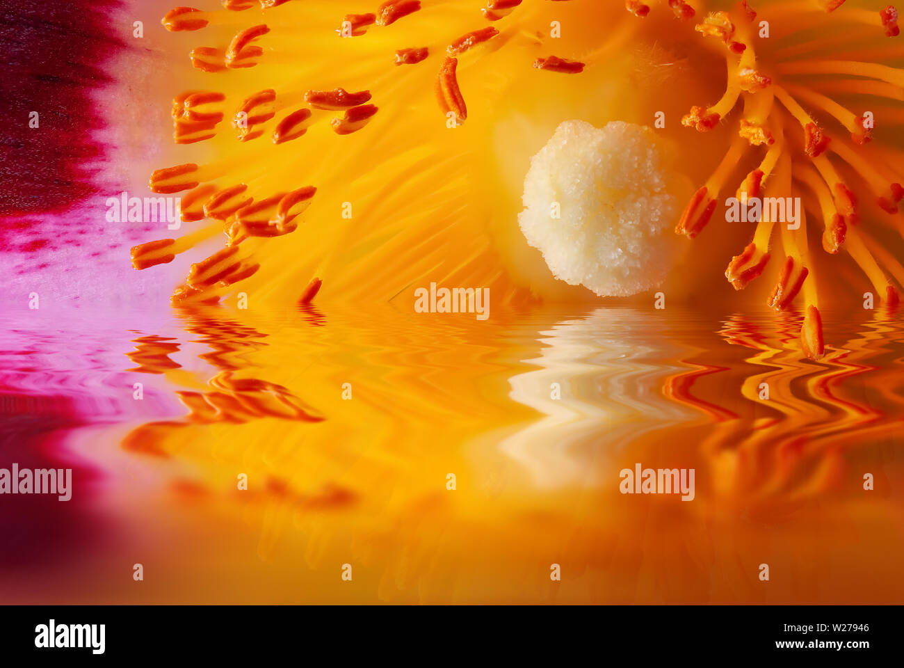 Beautiful Cistus flower head in water showing high macro detail of ...