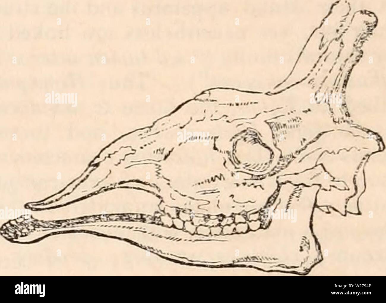 Rodent skull drawing hi-res stock photography and images - Alamy